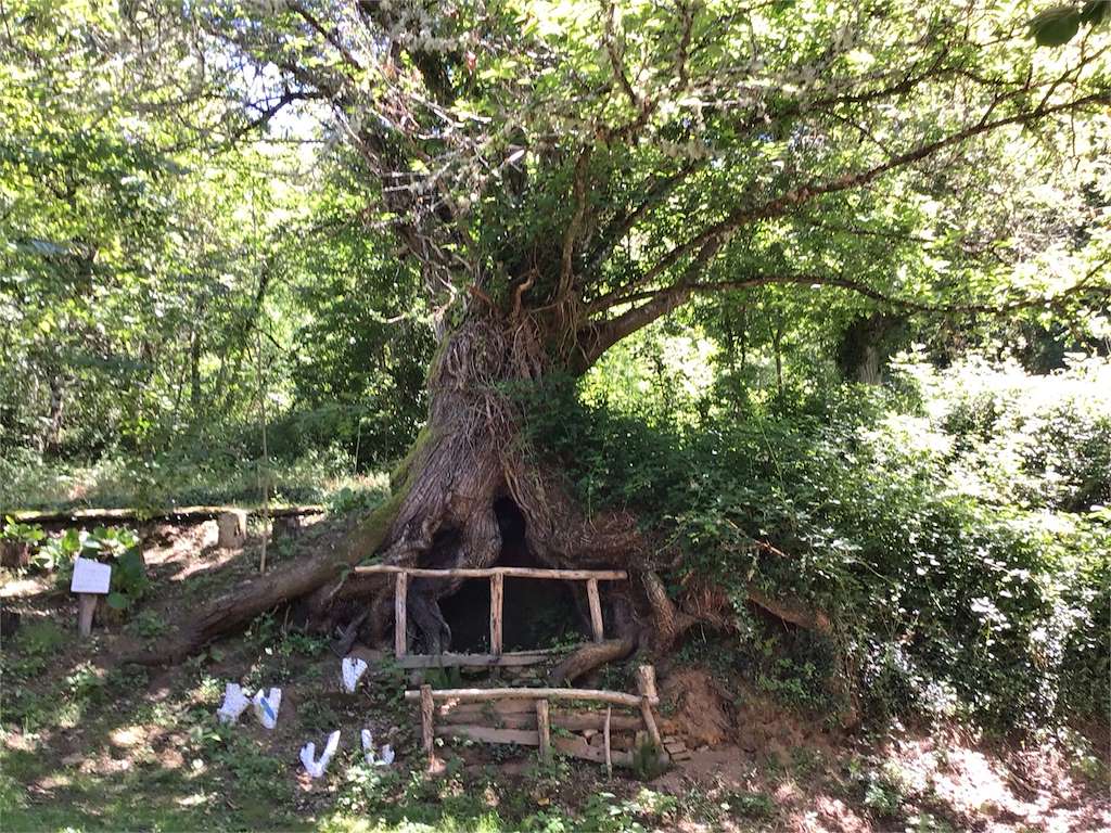 Árbol de Muñís en Navia de Suarna