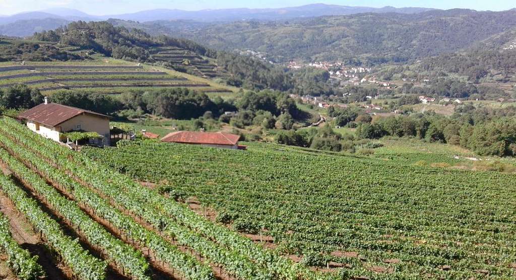 Bodega Vilerma en Leiro