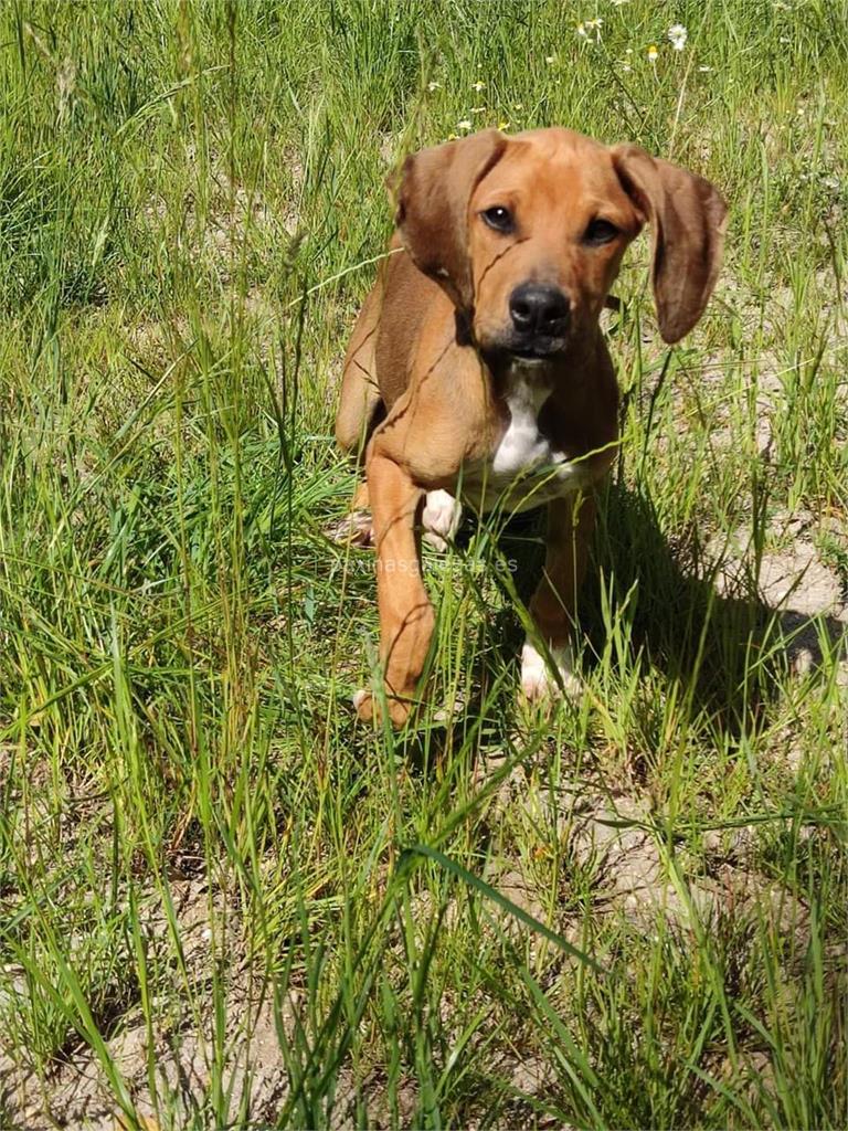 Adopta Friol en Friol
