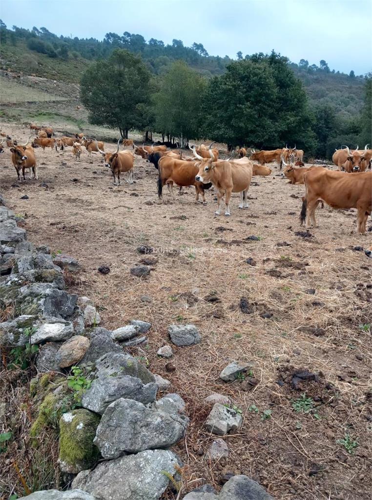 Granja de Vacuno Moncho en Quintela